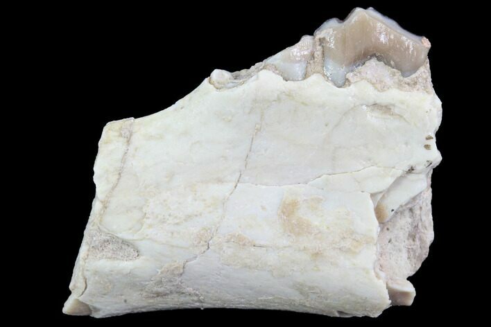 1" Oligocene Camel (Poebrotherium) Jaw Section - South Dakota (#91092 ...