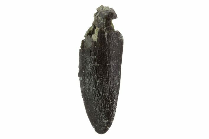 Rare, .9" Apatosaurus Tooth - Colorado (#91364) For Sale - FossilEra.com