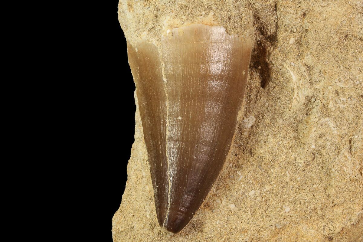 1.85" Mosasaur (Prognathodon) Tooth In Rock For Sale (#91354 ...