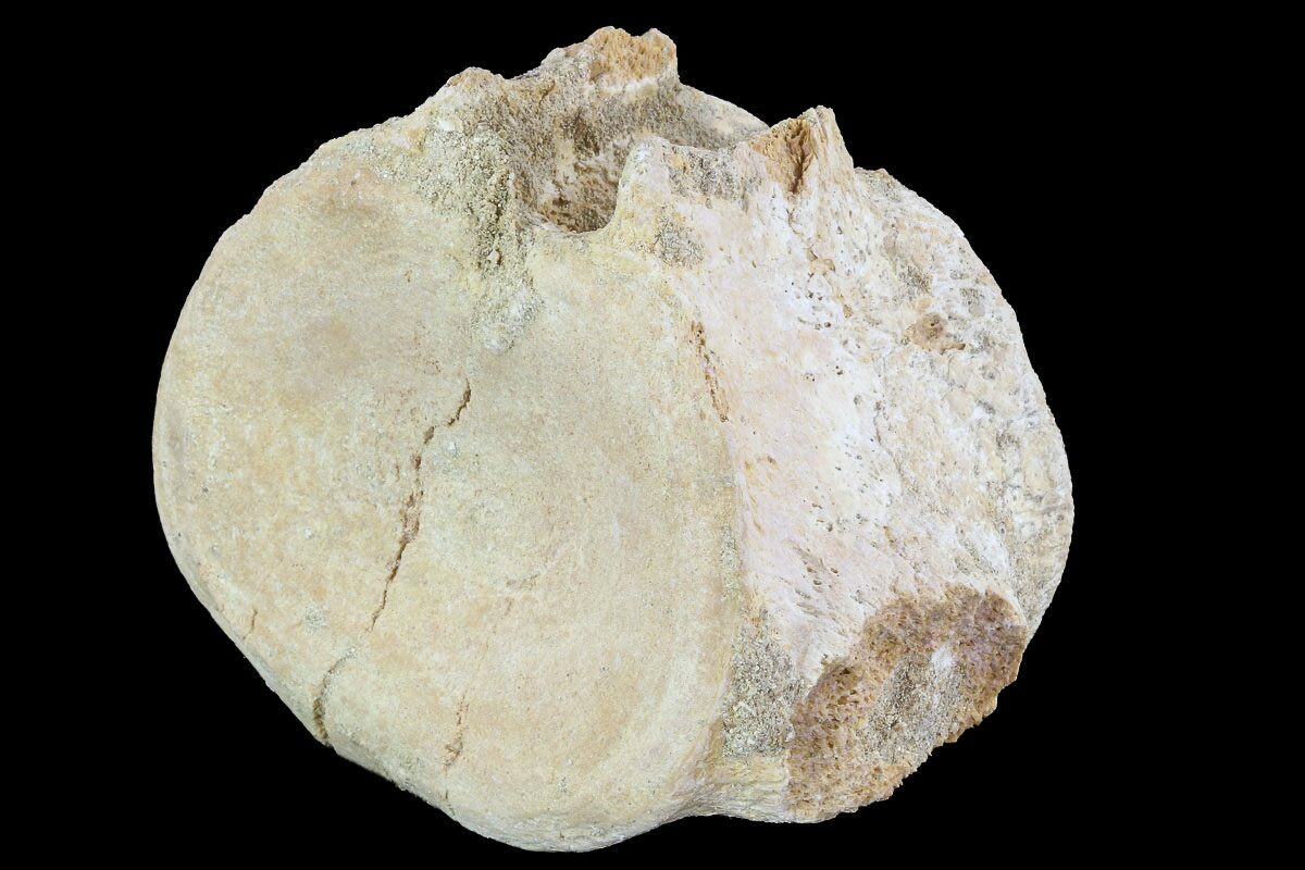 Bargain, 3.3" Plesiosaur (Zarafasaura) Vertebra - Morocco (#91306) For ...