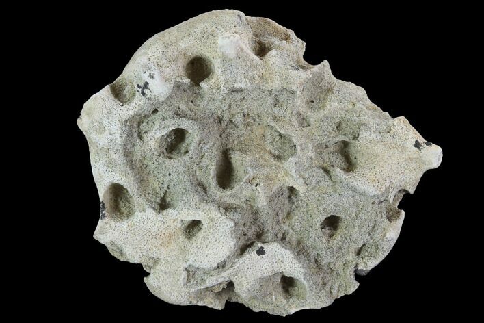 2.9" Cretaceous Fossil Sponge (Etheridgea) - Kazakhstan (#91888) For ...