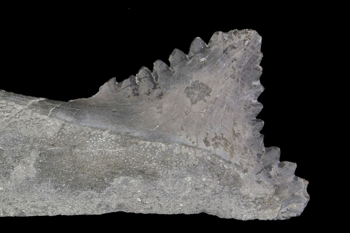 Bizarre Edestus Shark Tooth In Jaw Section - Carboniferous (#92668) For ...