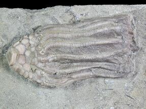 About Crinoids - FossilEra.com