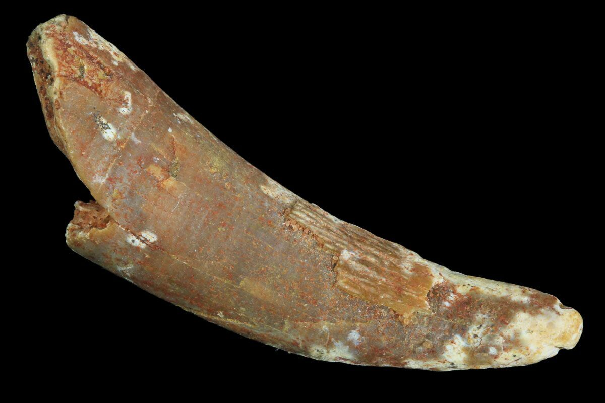 1.21" Pterosaur (Siroccopteryx) Tooth - Morocco (#93175) For Sale ...