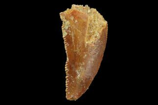 About Dinosaur Teeth - FossilEra.com