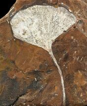 Plant Fossils For Sale - FossilEra.com