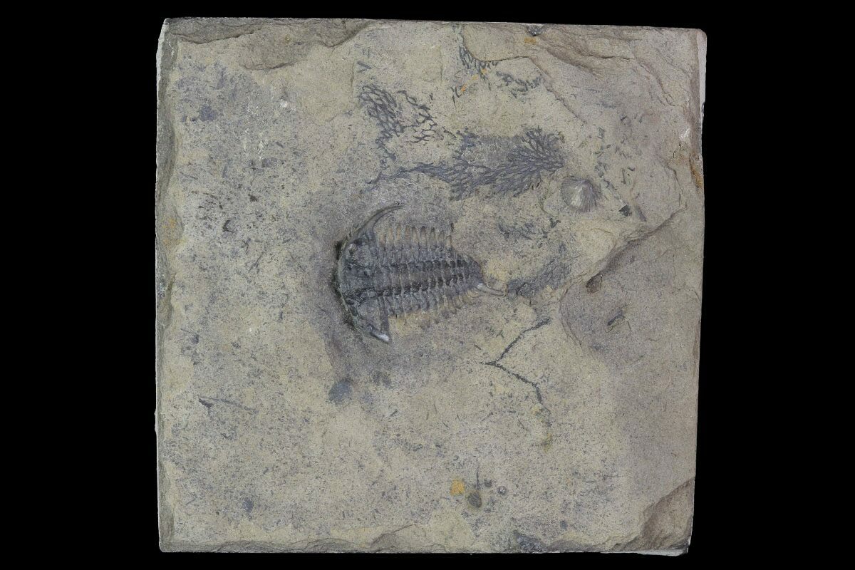 Bargain, .65" Ceraurus Trilobite - Walcott-Rust Quarry, NY (#96021) For ...