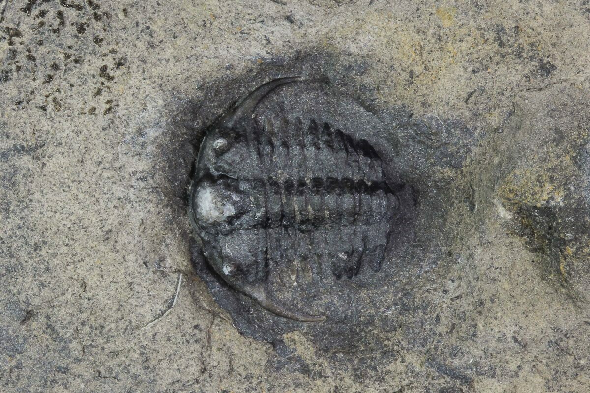 Bargain, .55" Ceraurus Trilobite - Walcott-Rust Quarry, NY (#96023) For ...