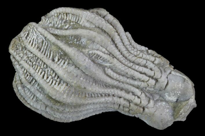 1.5" Platycrinites Crinoid Crown From Alabama (#94743) For Sale ...