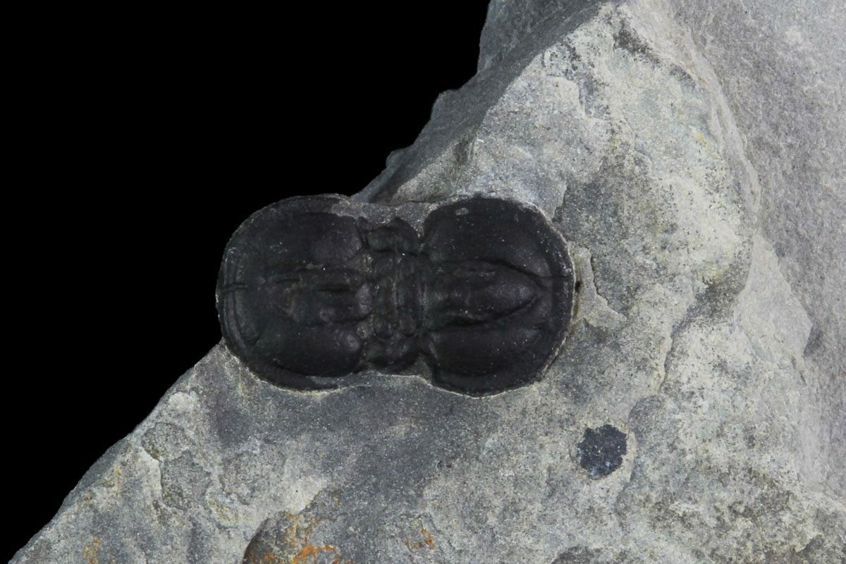 Peronopsis Agnostid "Trilobite" - Wheeler Shale, Utah (#97160) For Sale ...