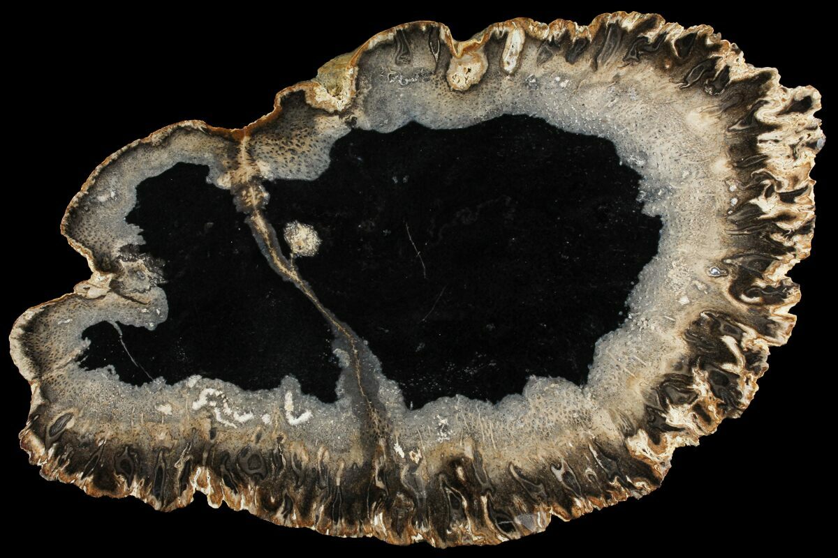 7.4" Petrified Palm Wood (Palmoxylon) Slab - Louisiana For Sale (#98257 ...