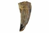 .42" Raptor (Paronychodon?) Tooth - Hell Creek Formation, Montana ...