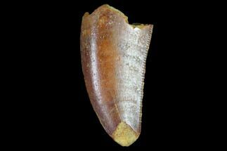 About Dinosaur Teeth - FossilEra.com