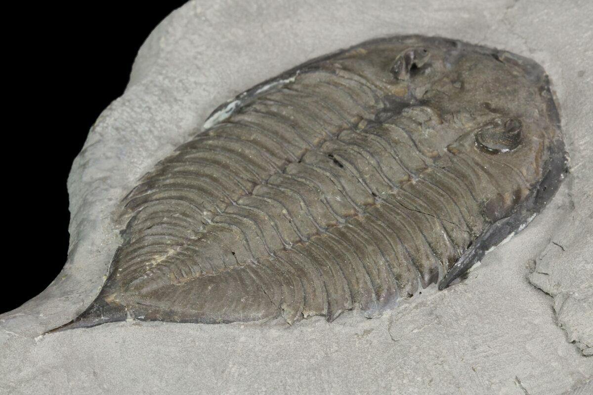 2.65" Dalmanites Trilobite Fossil - New York (#99022) For Sale ...