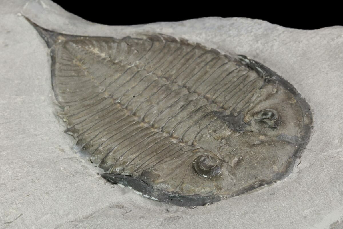 2.65" Dalmanites Trilobite Fossil - New York (#99022) For Sale ...