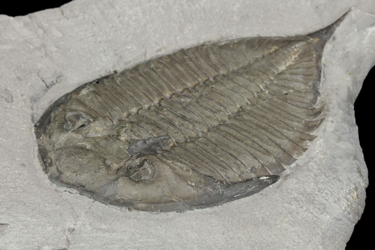2.65" Dalmanites Trilobite Fossil - New York (#99022) For Sale ...
