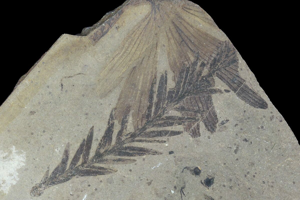 Metasequoia Fossil - Cache Creek, BC (#99306) For Sale - FossilEra.com