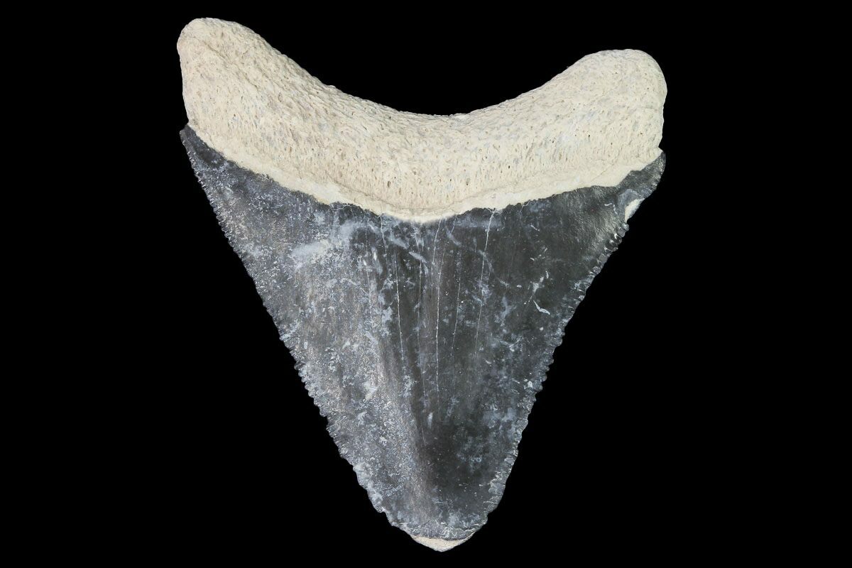 1.89" Bone Valley Megalodon Tooth - Florida (#99844) For Sale ...
