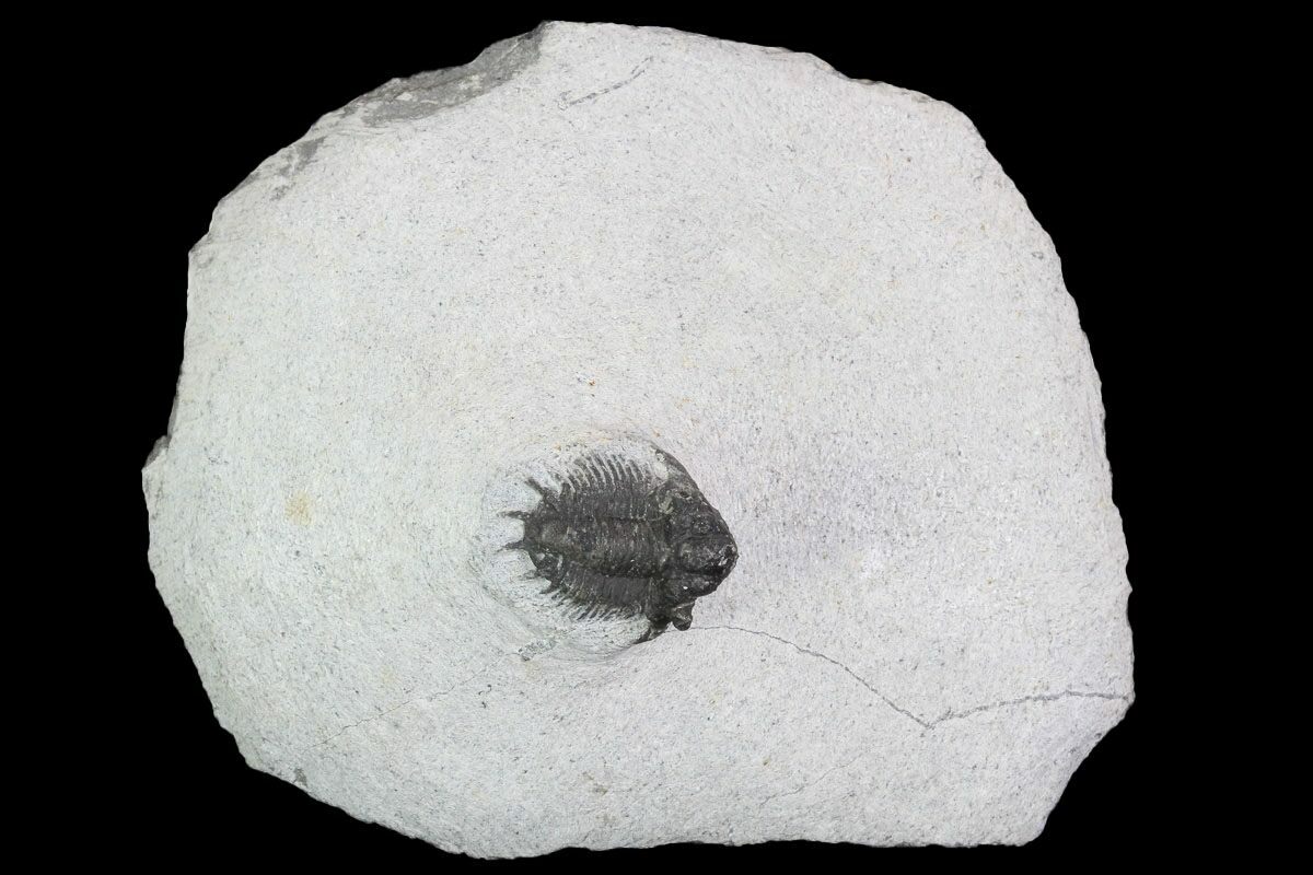 Bargain, .7" Bumpy Acanthopyge (Lobopyge) Trilobite (#100690) For Sale ...