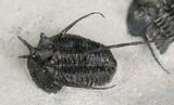 Double "Devil Horn" Cyphaspis Trilobite (#7147) For Sale - FossilEra.com