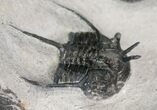 Double "Devil Horn" Cyphaspis Trilobite (#7147) For Sale - FossilEra.com