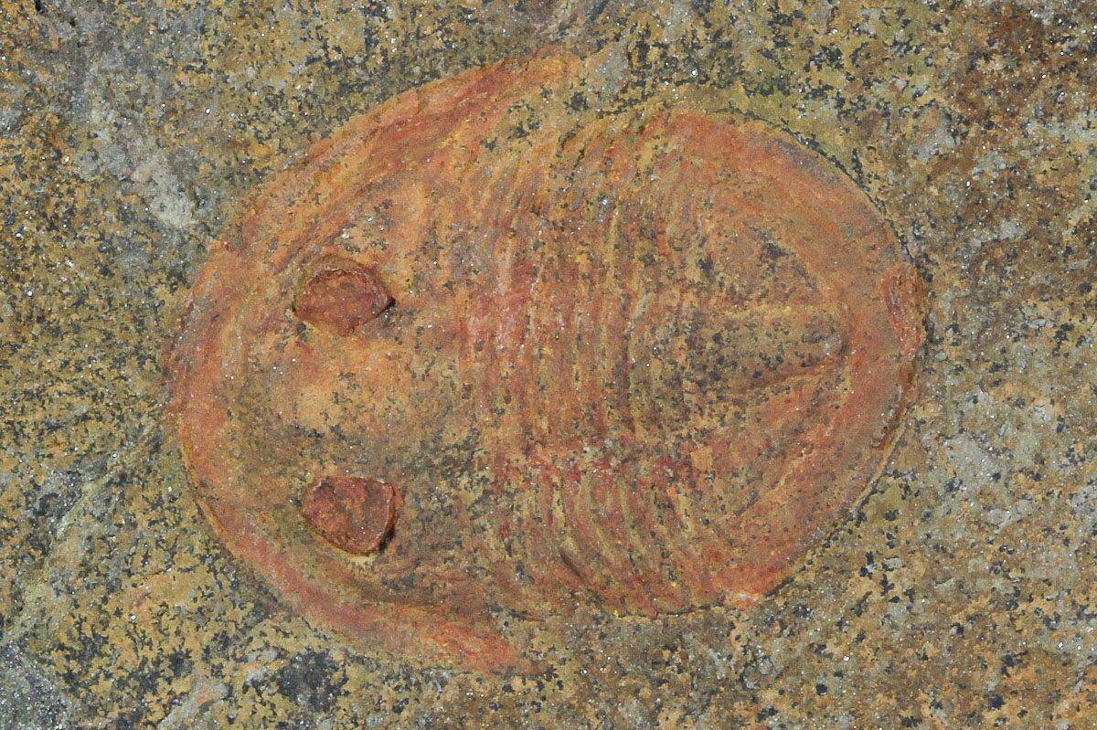 .95" Ordovician Asaphellus Trilobite - Morocco (#101804) For Sale ...