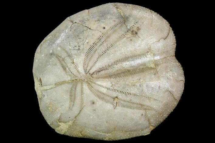 1.4" Fossil Echinoid (Heteraster) - Spain (#103642) For Sale ...
