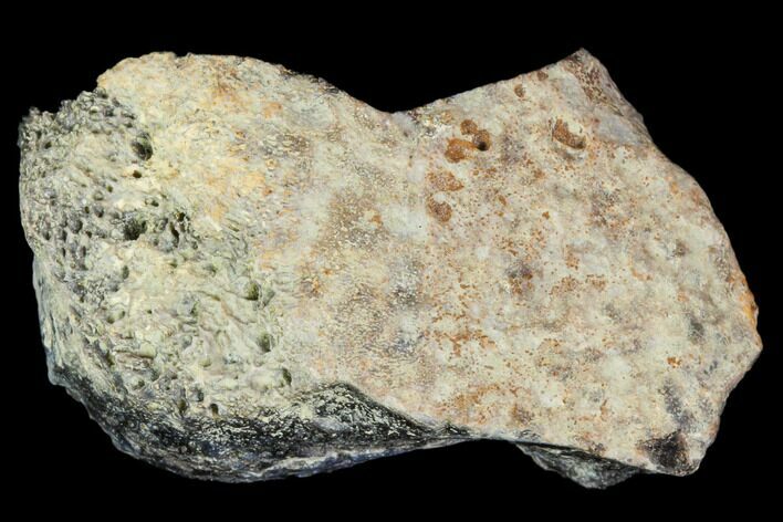 1.1" Fossil Turtle Shell Section - Montana (#103136) For Sale ...