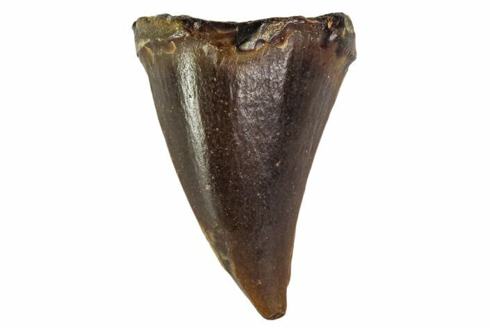.7" Fossil Mosasaur Tooth - North Sulfur River, Texas (#104337) For ...