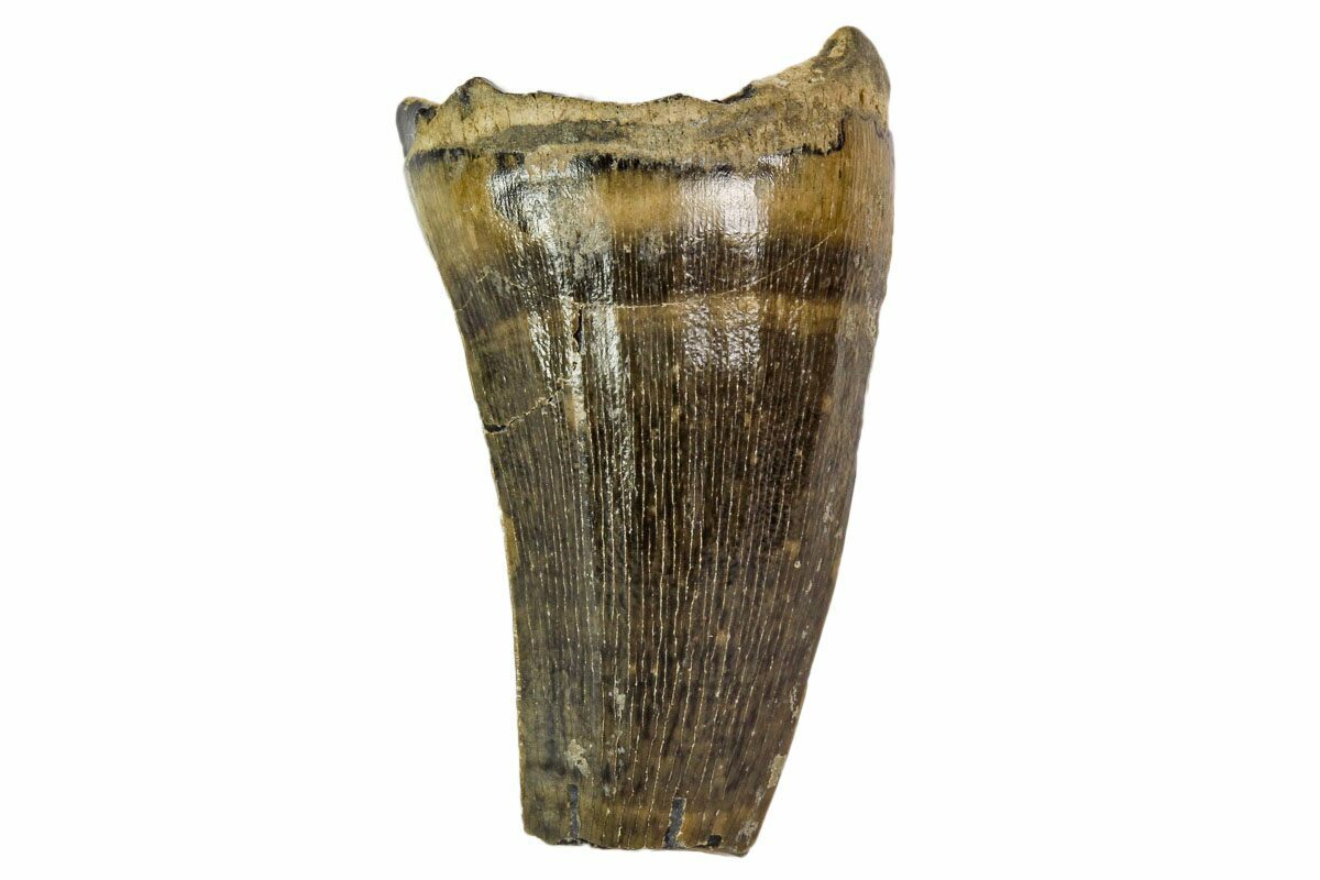 1.1" Fossil Mosasaur Tooth - North Sulfur River, Texas (#104349) For ...