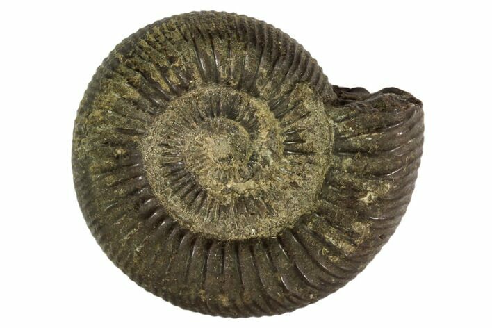 1.2" Fossil Ammonite (Ceratites) - Nevada (#104574) For Sale ...