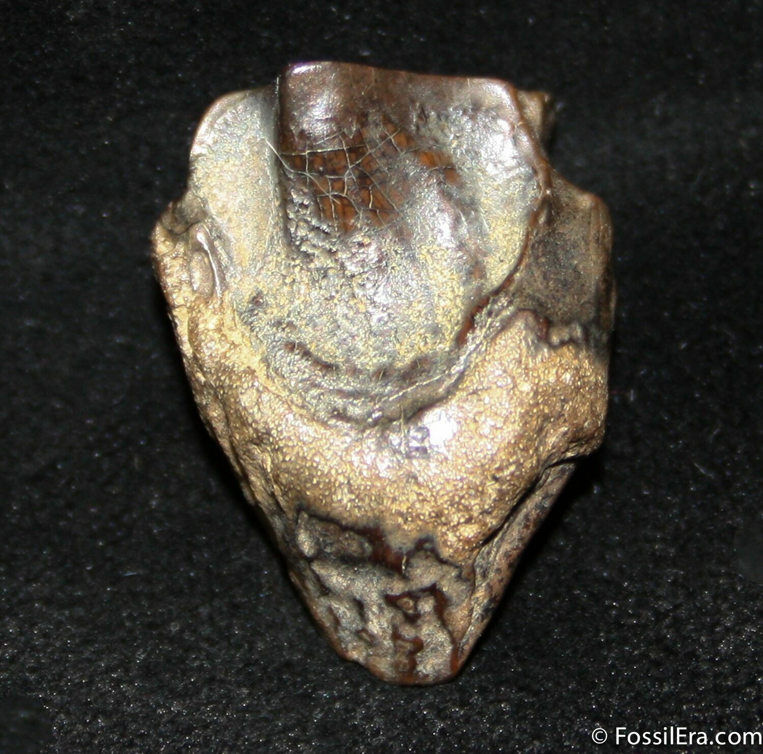 Triceratops Tooth (#1138) For Sale - FossilEra.com