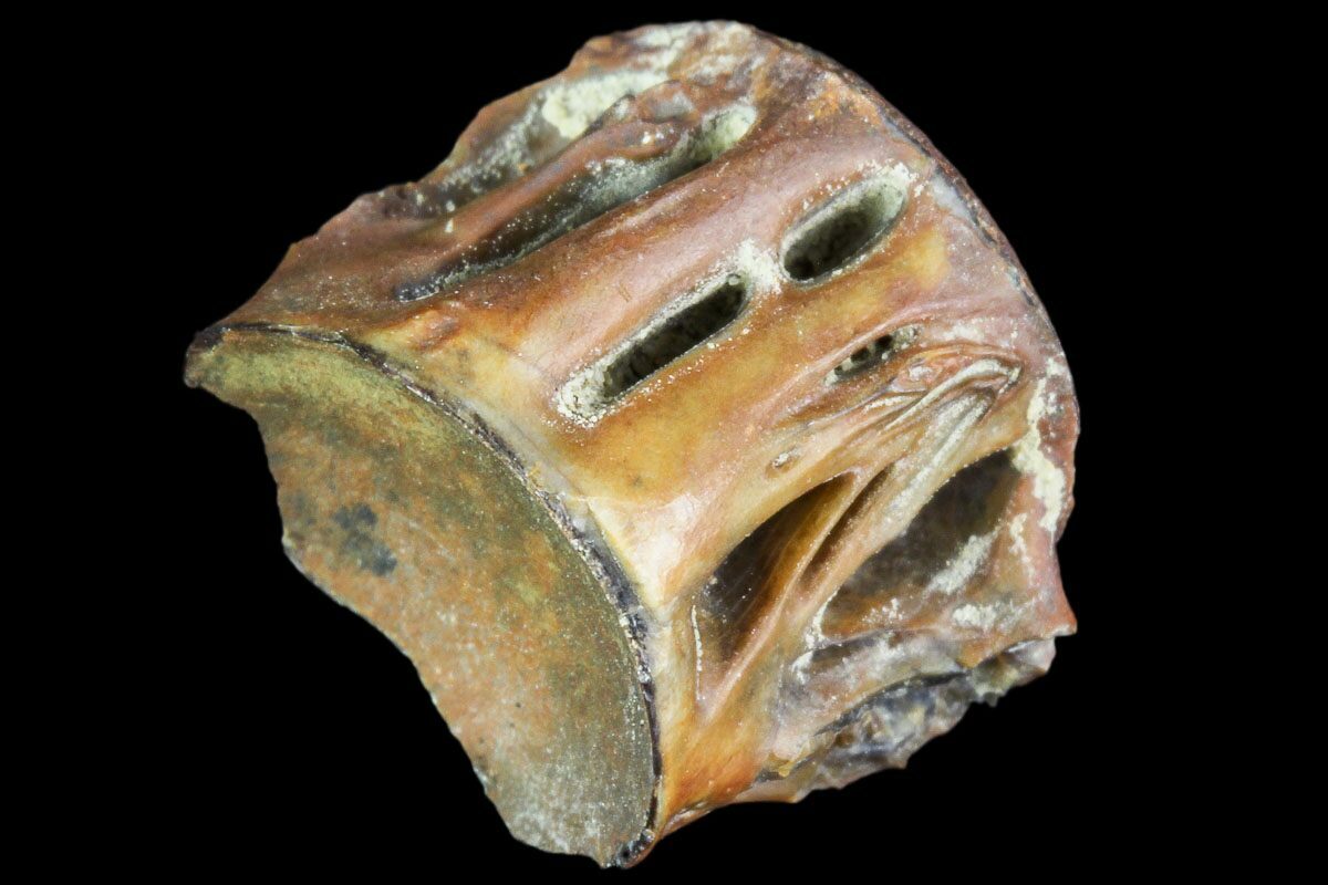 .5" Fossil Vertebra (Gar) - Aguja Formation, Texas (#105058) For Sale ...