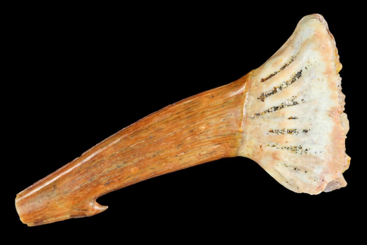 Bargain, 1.1" Cretaceous Giant Sawfish (Onchopristis) Rostral Barb ...