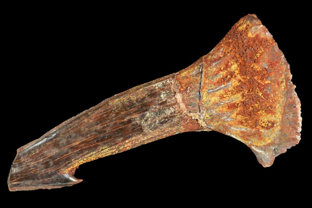 Bargain, 1.2" Cretaceous Giant Sawfish (Onchopristis) Rostral Barb ...