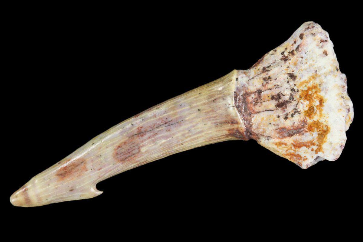 .91" Cretaceous Giant Sawfish (Onchopristis) Rostral Barb (#105423) For ...