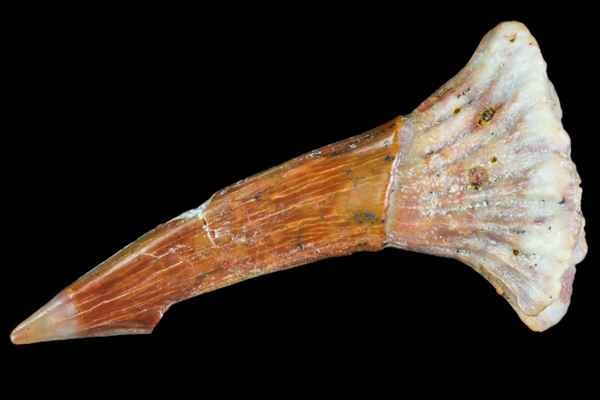 Bargain, 1.3" Cretaceous Giant Sawfish (Onchopristis) Rostral Barb ...