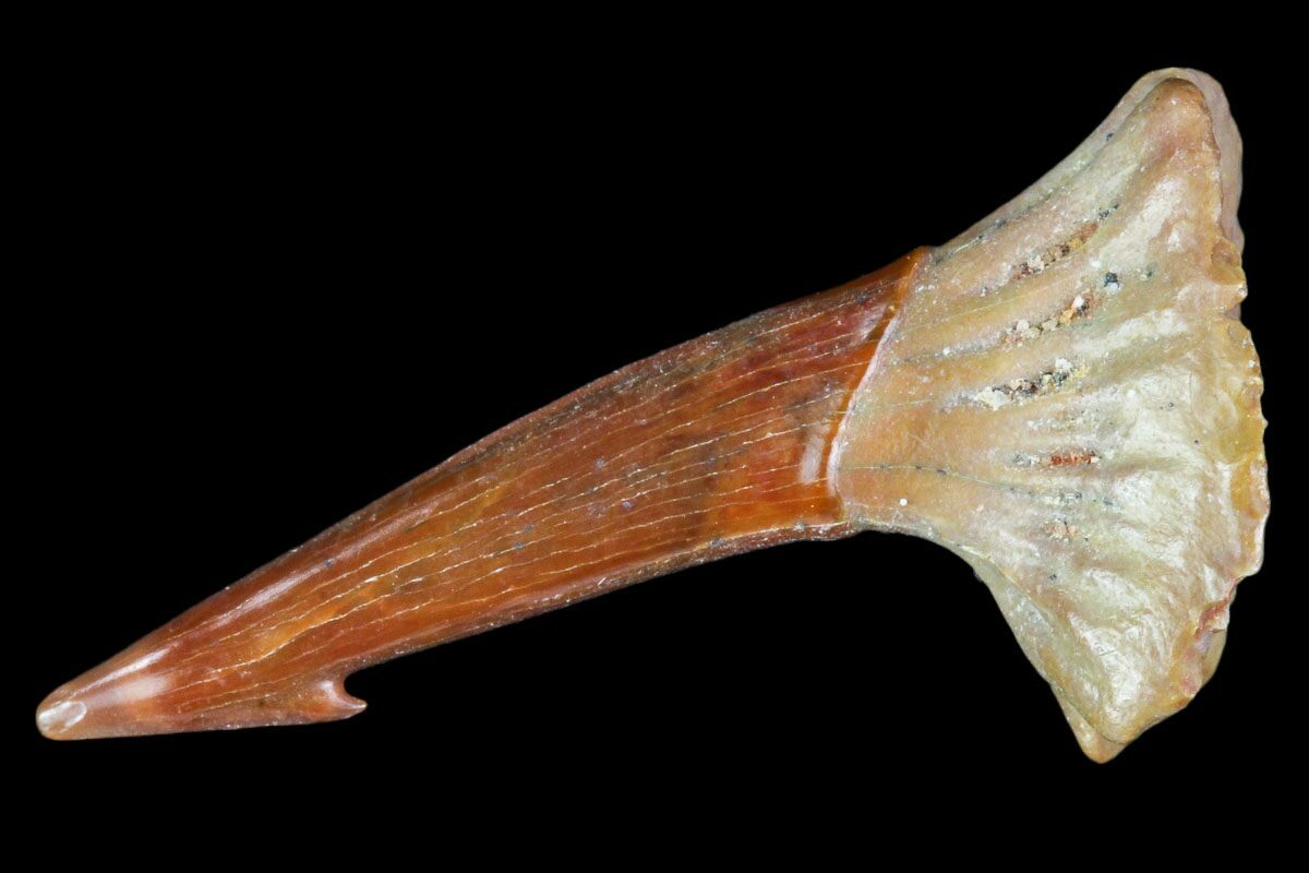 .87" Cretaceous Giant Sawfish (Onchopristis) Rostral Barb For Sale ...