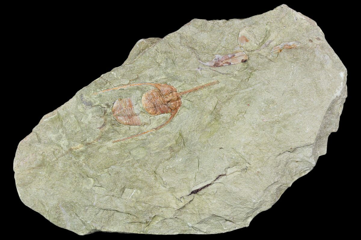 2.1" Lonchodomas (Ampyx) Trilobite - Morocco For Sale (#105878 ...