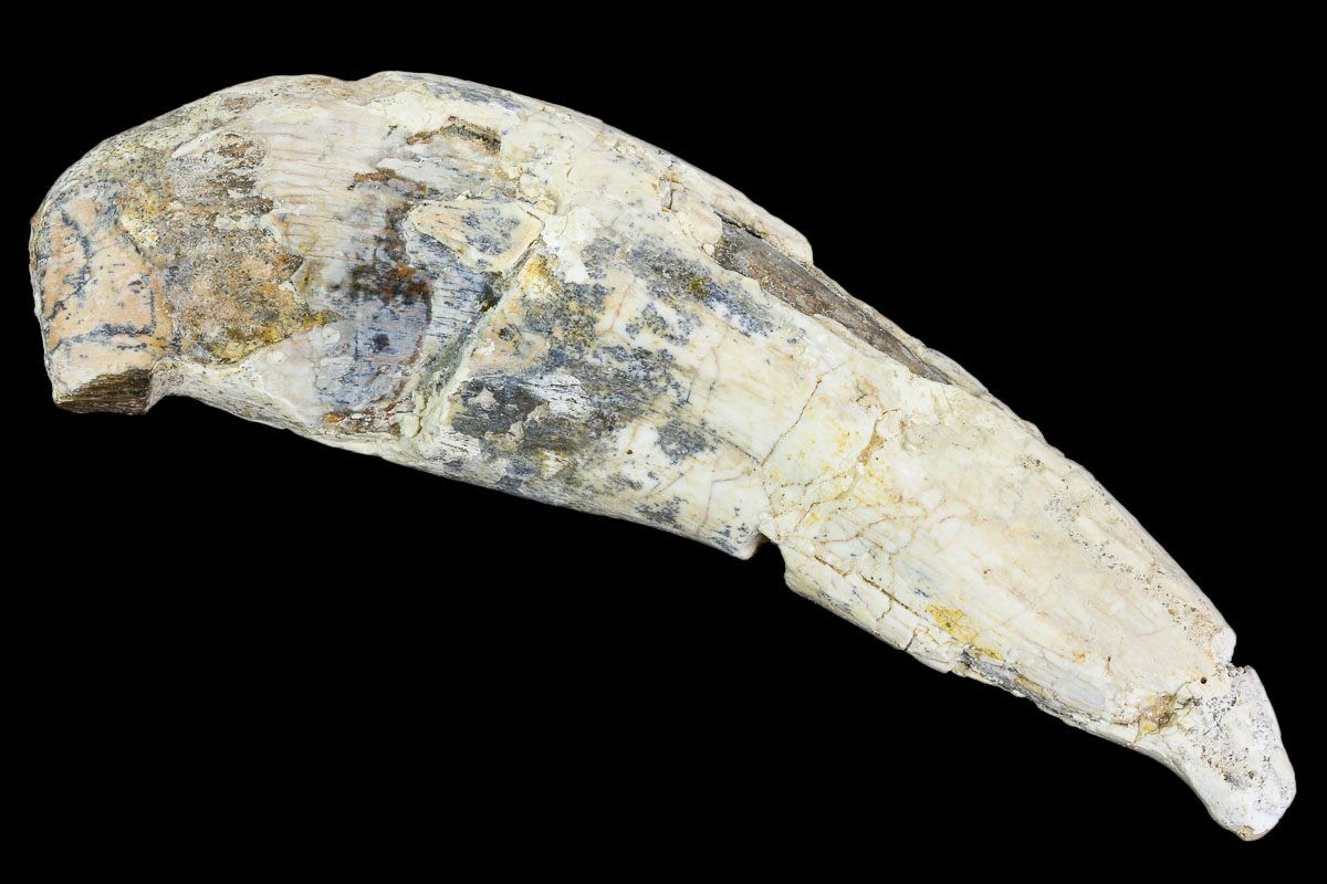 Bargain, 5.2" Primitive Whale (Basilosaur) Tooth - Dakhla, Morocco ...