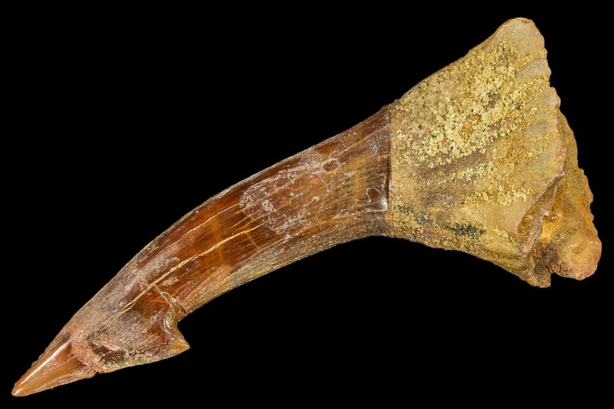 2.5" Fossil Sawfish (Onchopristis) Rostral Barb- Morocco (#106398) For ...
