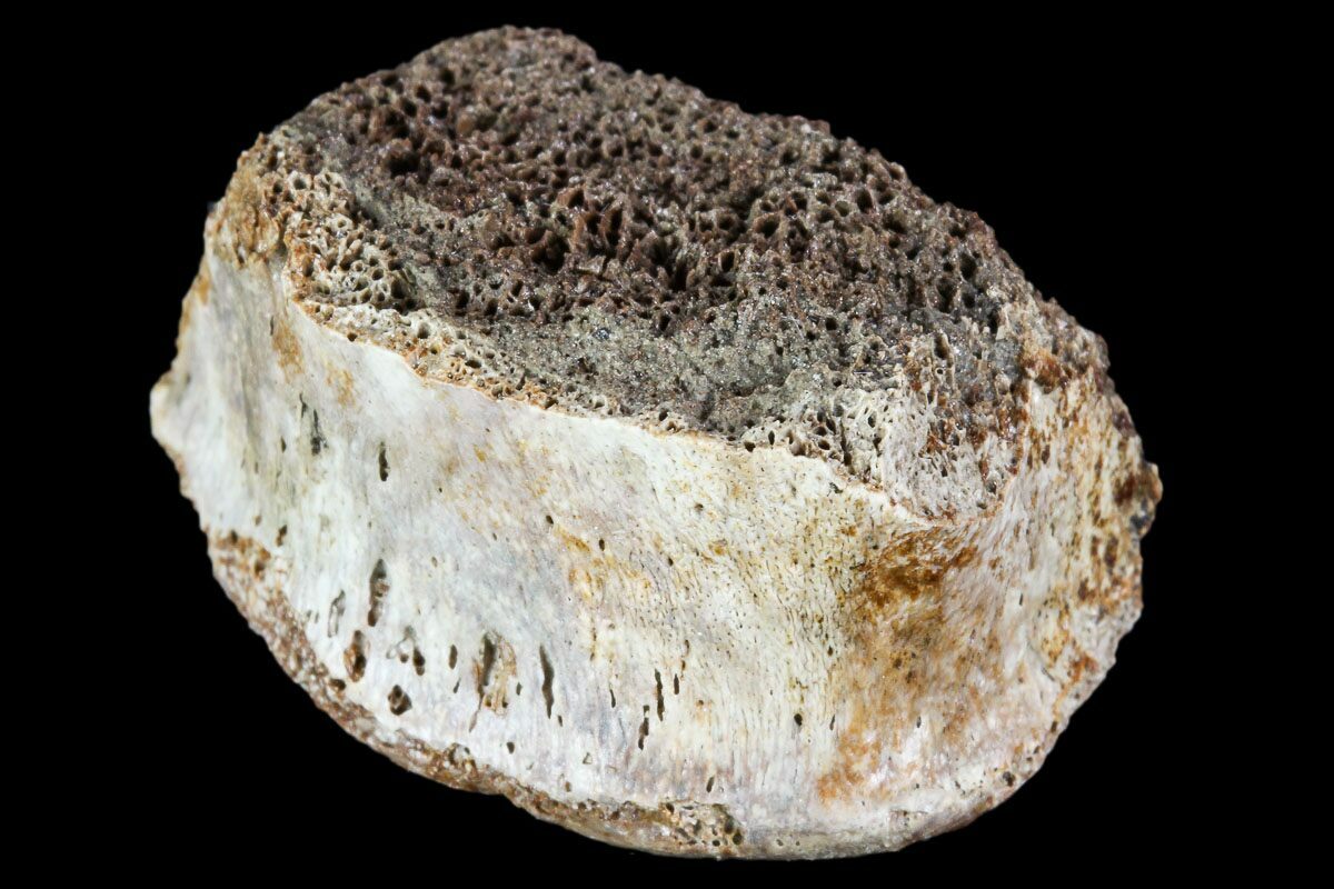 1.2" Fossil Hadrosaur Phalange (Toe)- Montana (#106863) For Sale ...