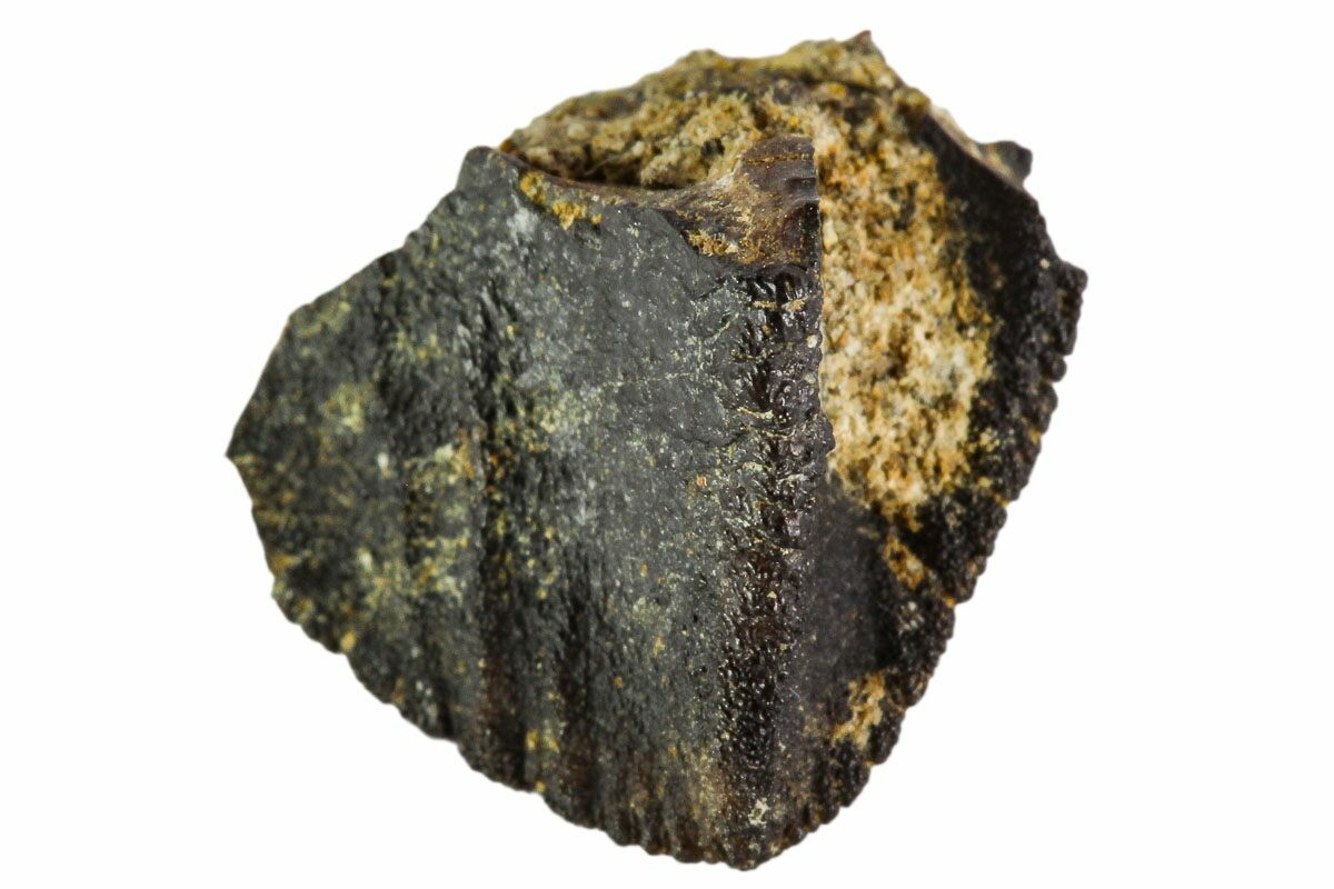 .47" Fossil Pachycephalosaur Tooth - Montana (#108155) For Sale ...