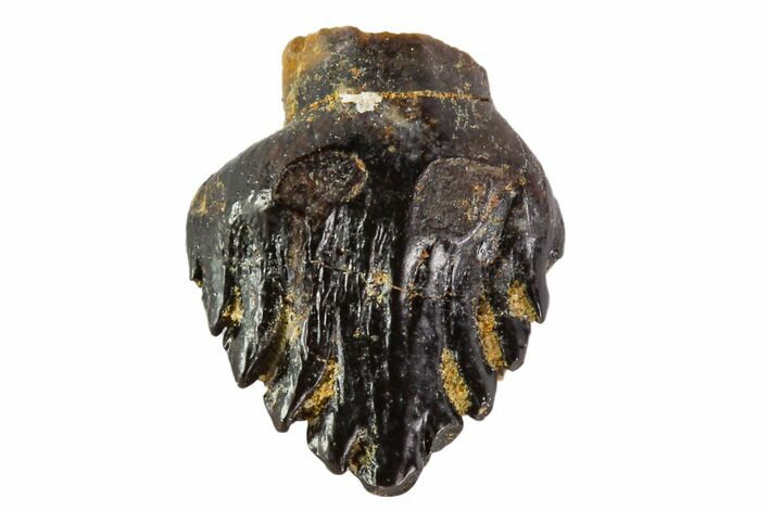 .27" Fossil Pachycephalosaur Tooth - Montana (#108164) For Sale ...