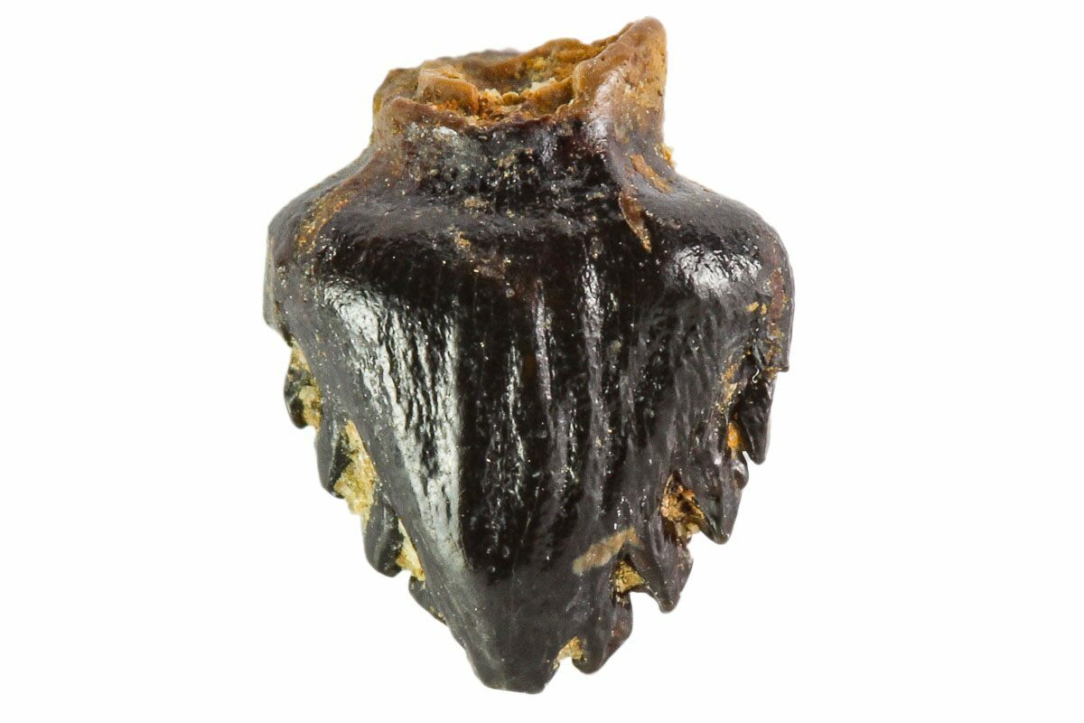.27" Fossil Pachycephalosaur Tooth - Montana (#108164) For Sale ...