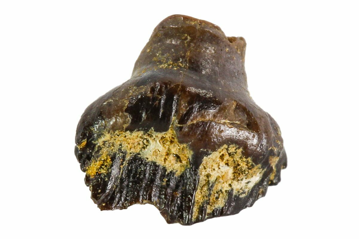 .21" Fossil Pachycephalosaur Tooth - Montana (#108170) For Sale ...