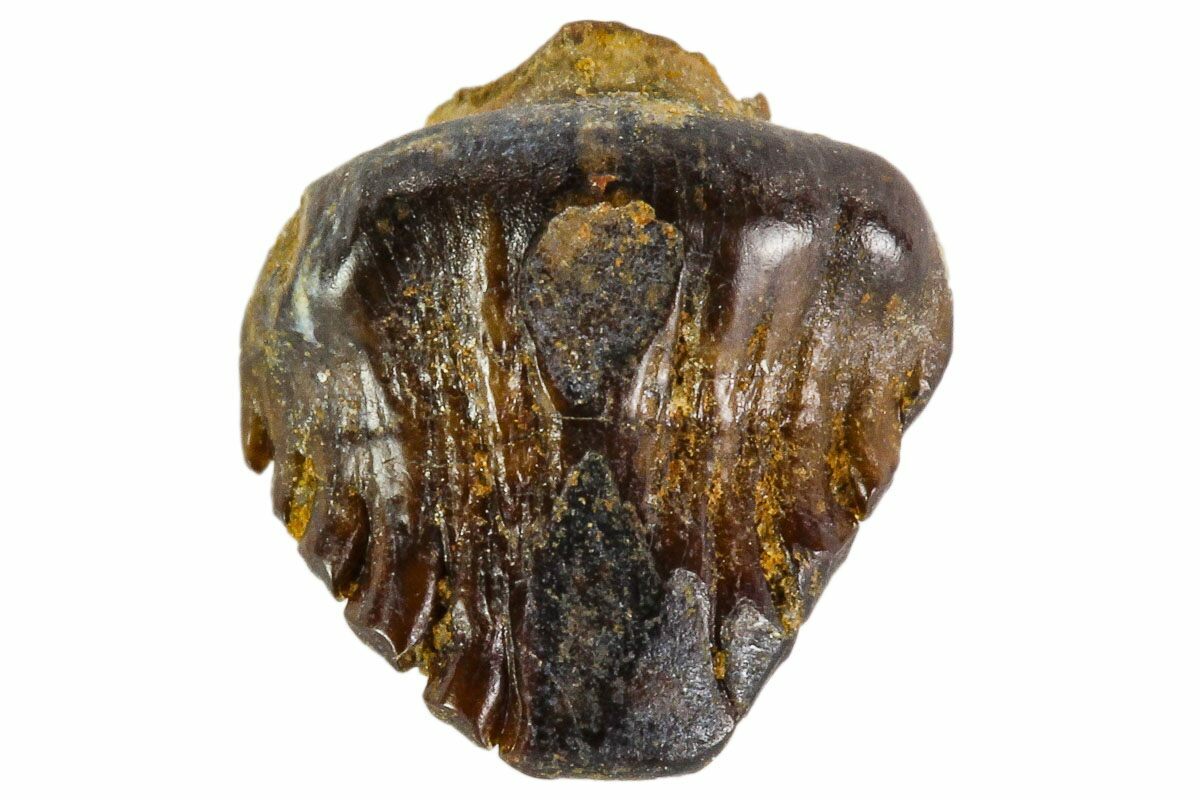 .24" Fossil Pachycephalosaur Tooth - Montana (#108180) For Sale ...