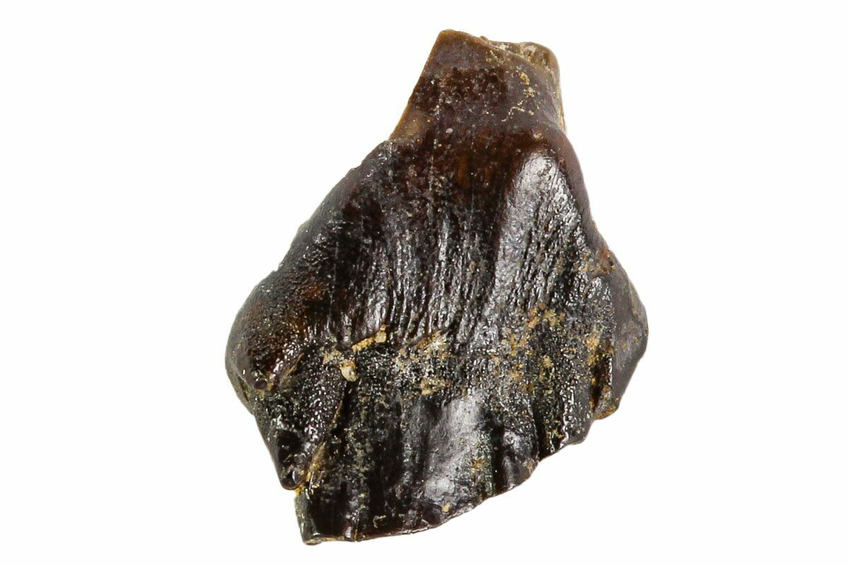 .27" Fossil Ankylosaur Tooth - Montana (#108135) For Sale - FossilEra.com