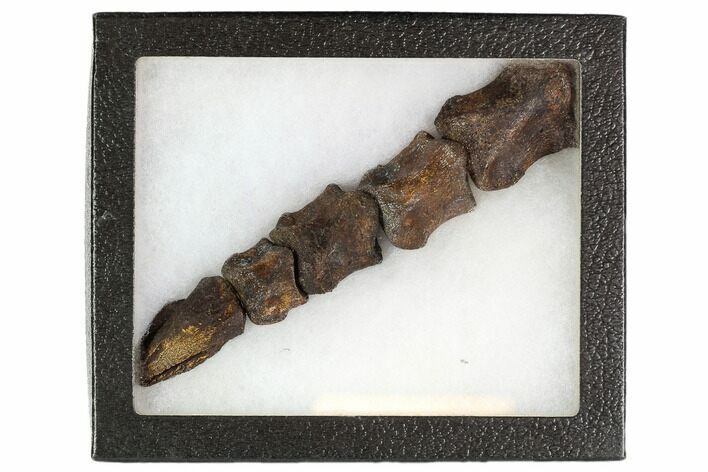 Composite Fossil Theropod Toe (#108431) For Sale - FossilEra.com