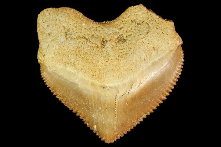 1.11" Fossil Crow Shark (Squalicorax) Tooth - Morocco (#110048) For ...